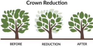 Tree Reduction: Reducing The Height of a Tree